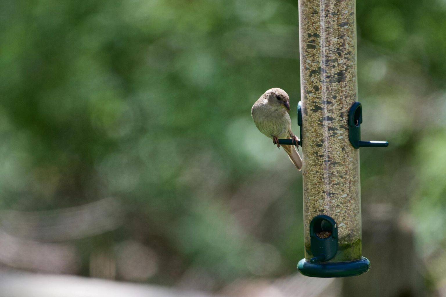 Home - Wild Bird Feeding Institute