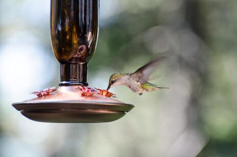 Why Bird Feeding is Important - Wild Bird Feeding Institute