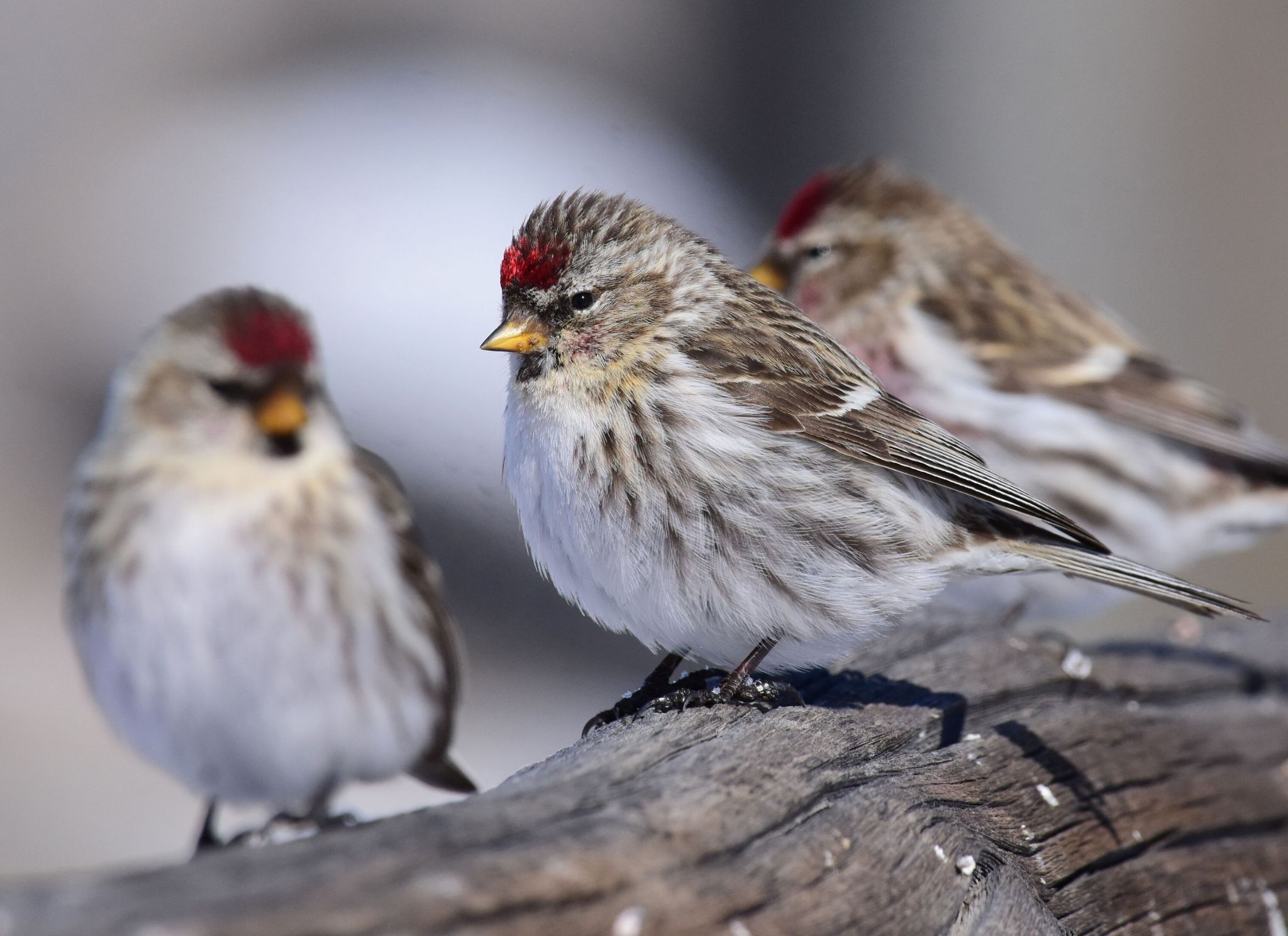 Home - Wild Bird Feeding Institute