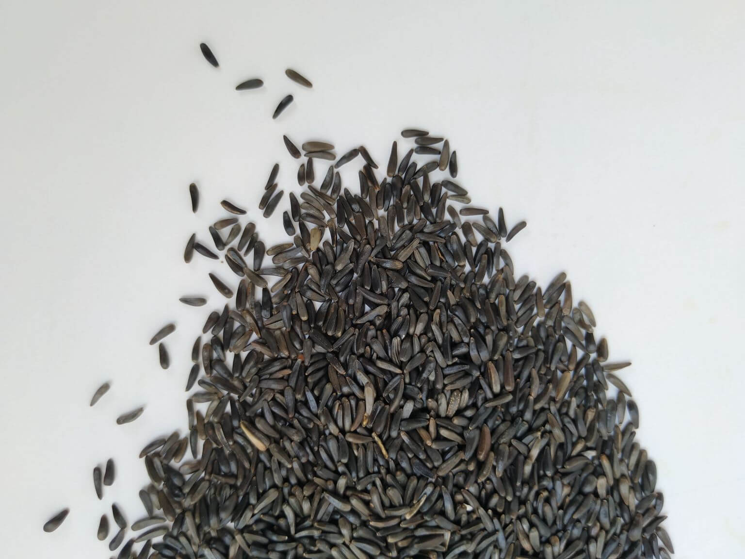 Nyjer® Seed FAQ - Wild Bird Feeding Institute