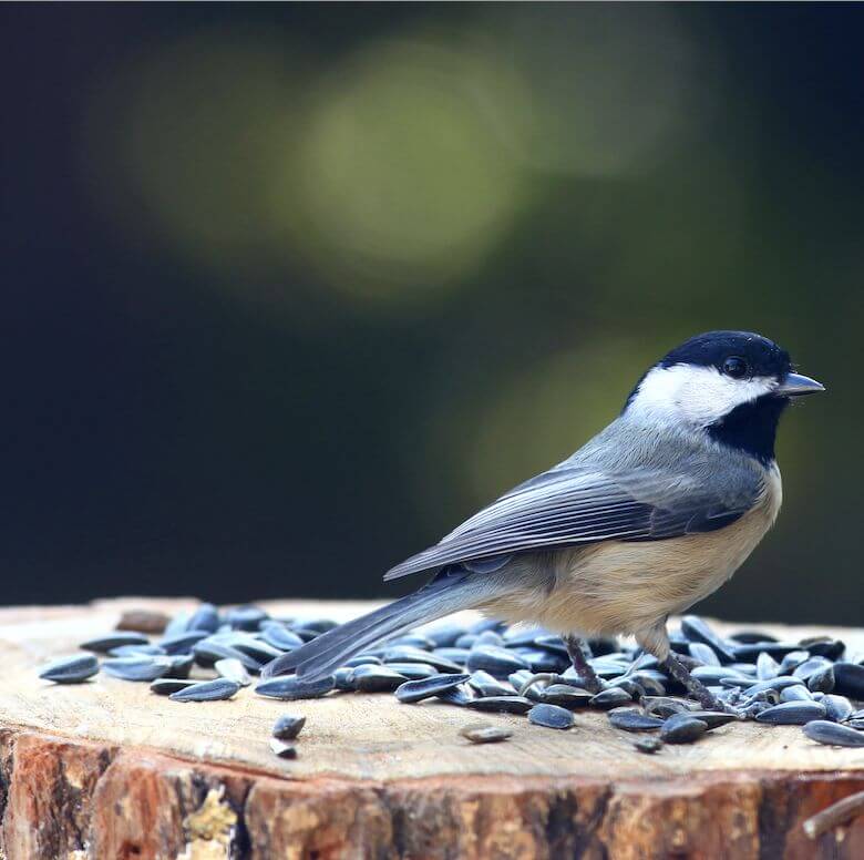 Home - Wild Bird Feeding Institute