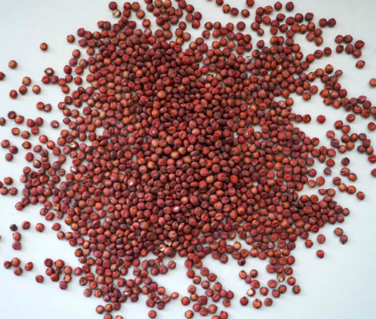 All About Wild Bird Food: Milo Seed - Wild Bird Feeding Institute