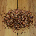 All About Wild Bird Food: Milo Seed - Wild Bird Feeding Institute