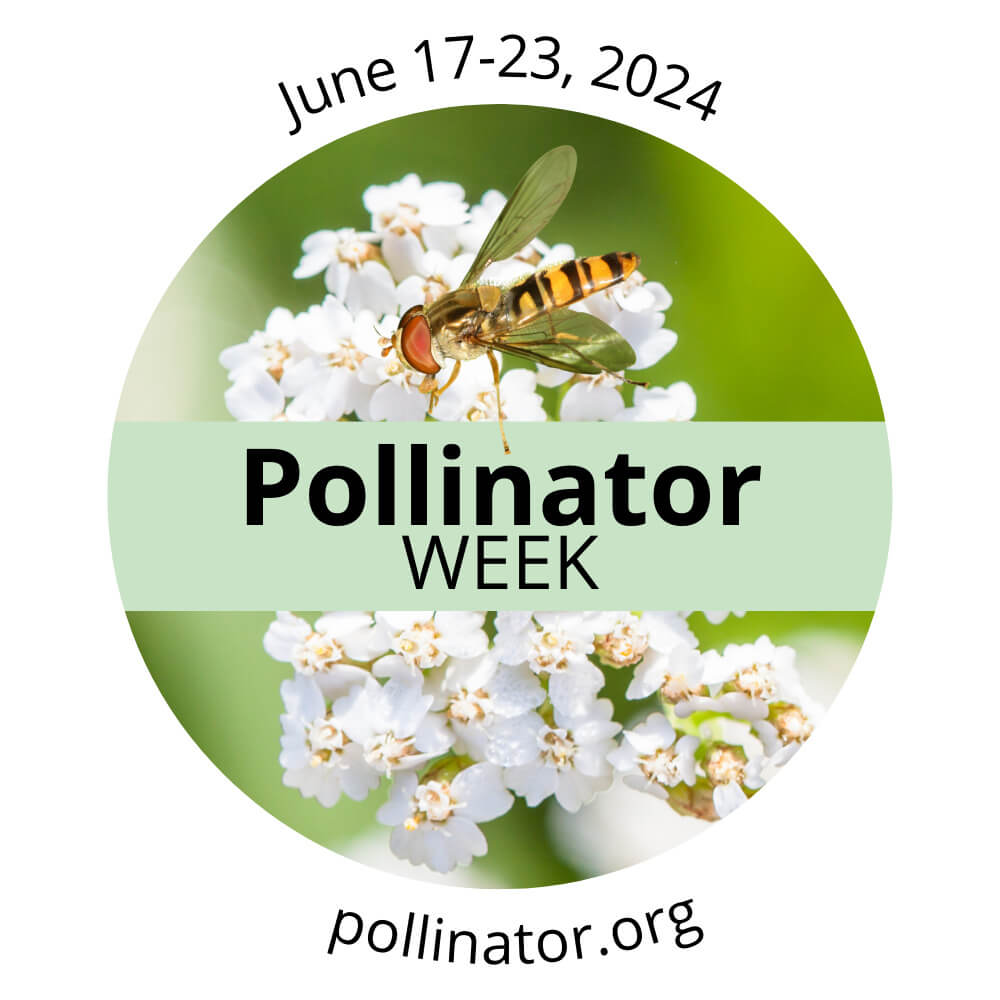 Celebrating Pollinator Week 2024 – Birds as Pollinators - Wild Bird ...