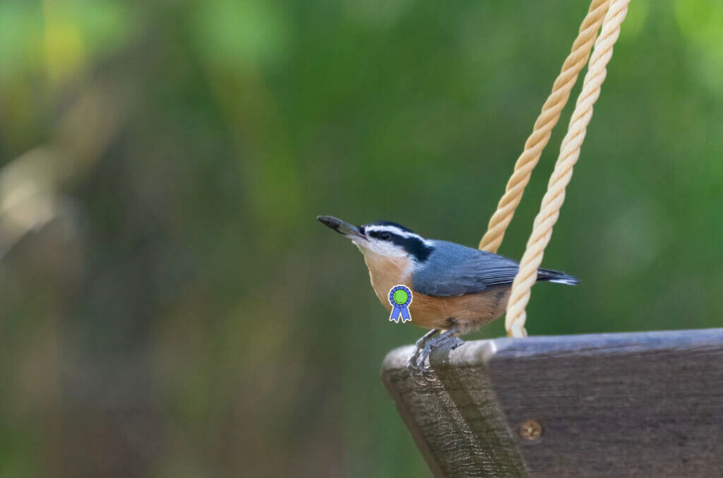Home - Wild Bird Feeding Institute