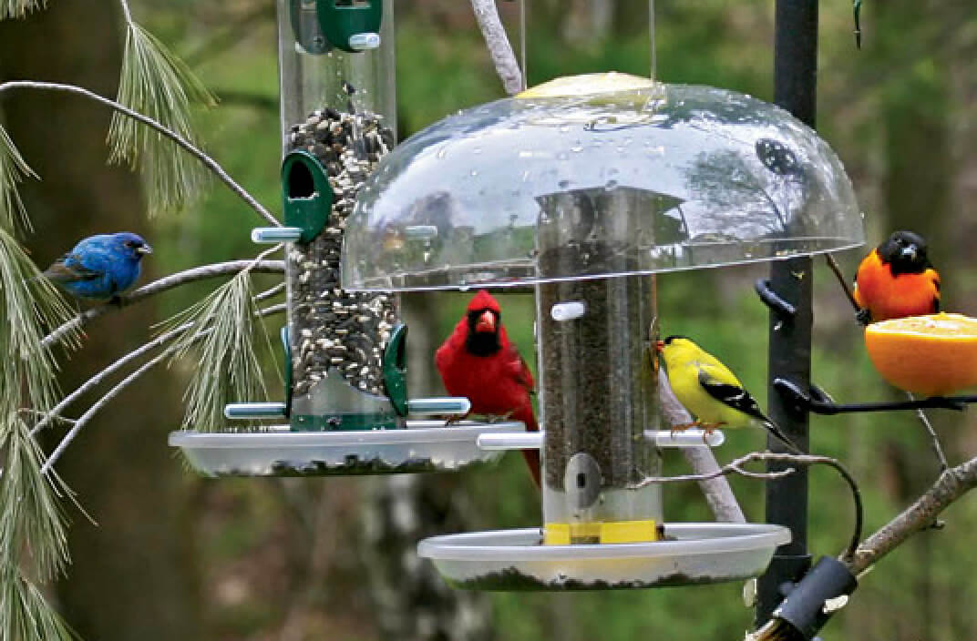 Home - Wild Bird Feeding Institute